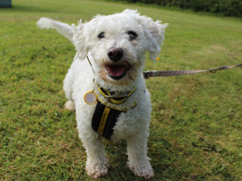 Sponsor a Bichon Frise Dog | Toblerone | Dogs Trust